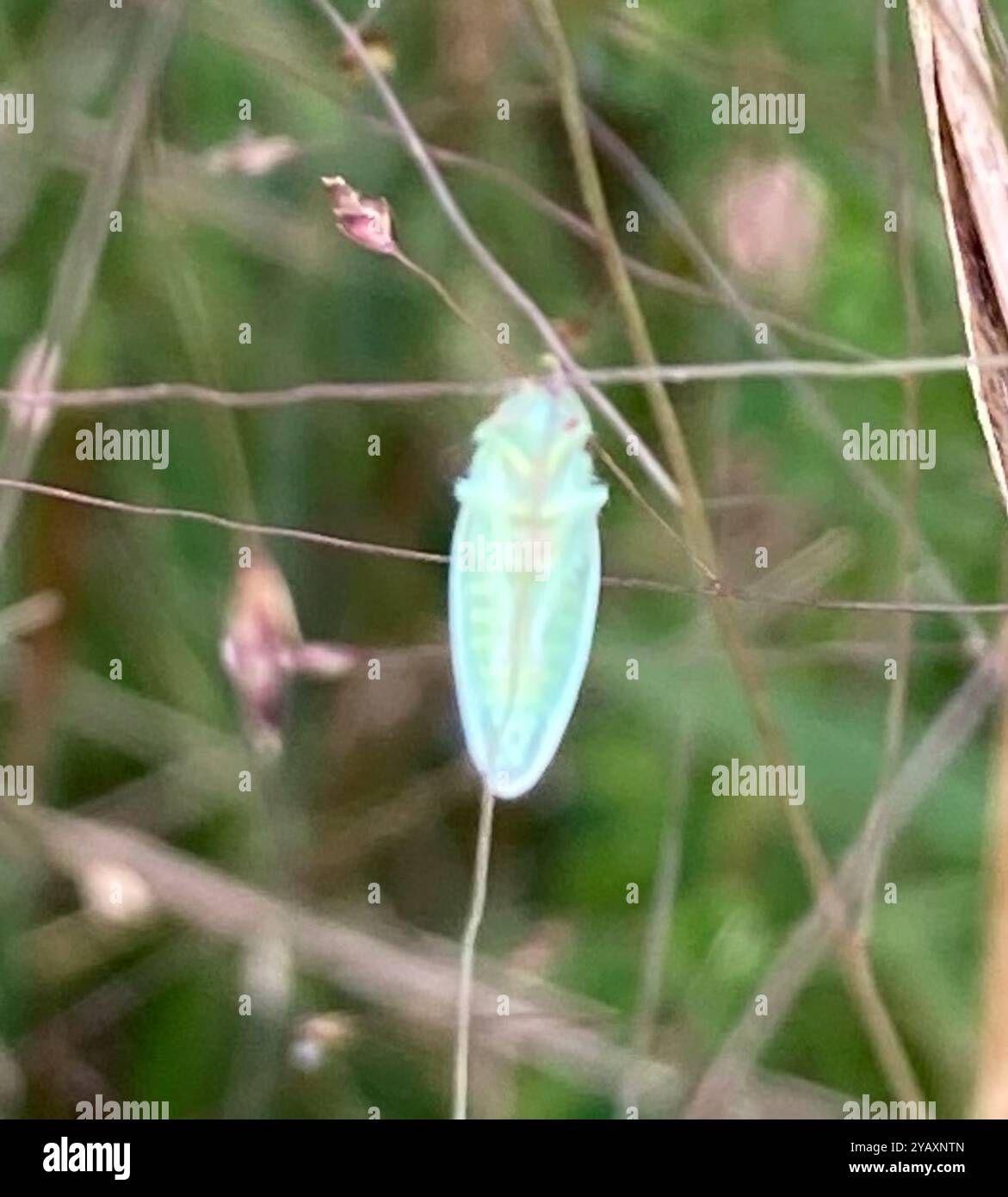 Typical Leafhoppers (Cicadellidae) Insecta Stock Photo - Alamy