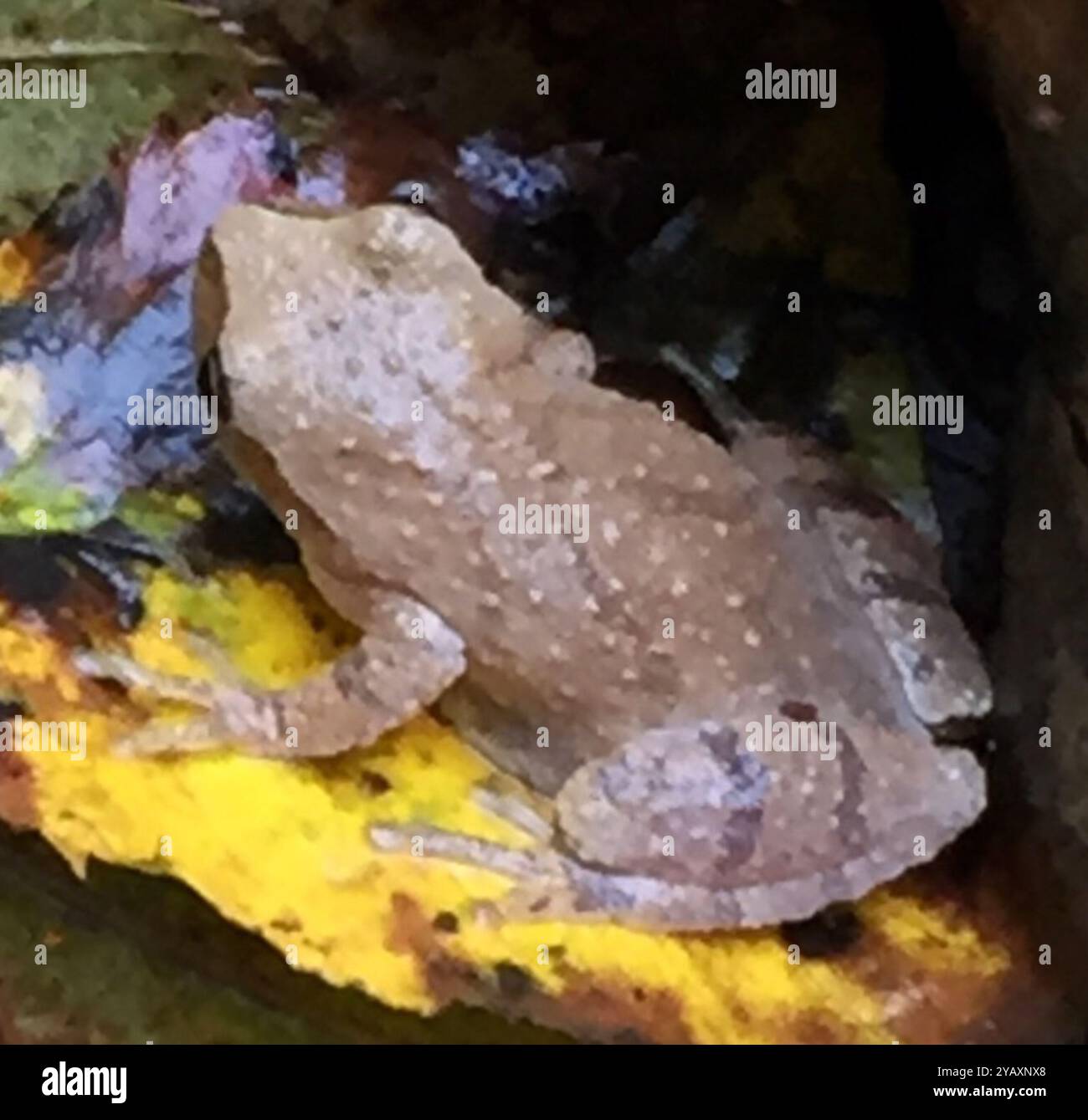 Spring Peeper (Pseudacris crucifer) Amphibia Stock Photo - Alamy