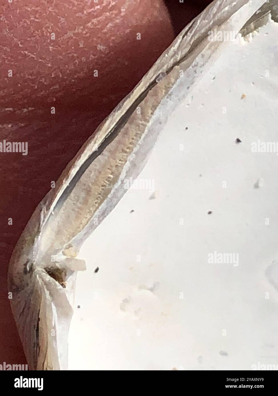 Bent-nosed Clam (Macoma nasuta) Mollusca Stock Photo - Alamy