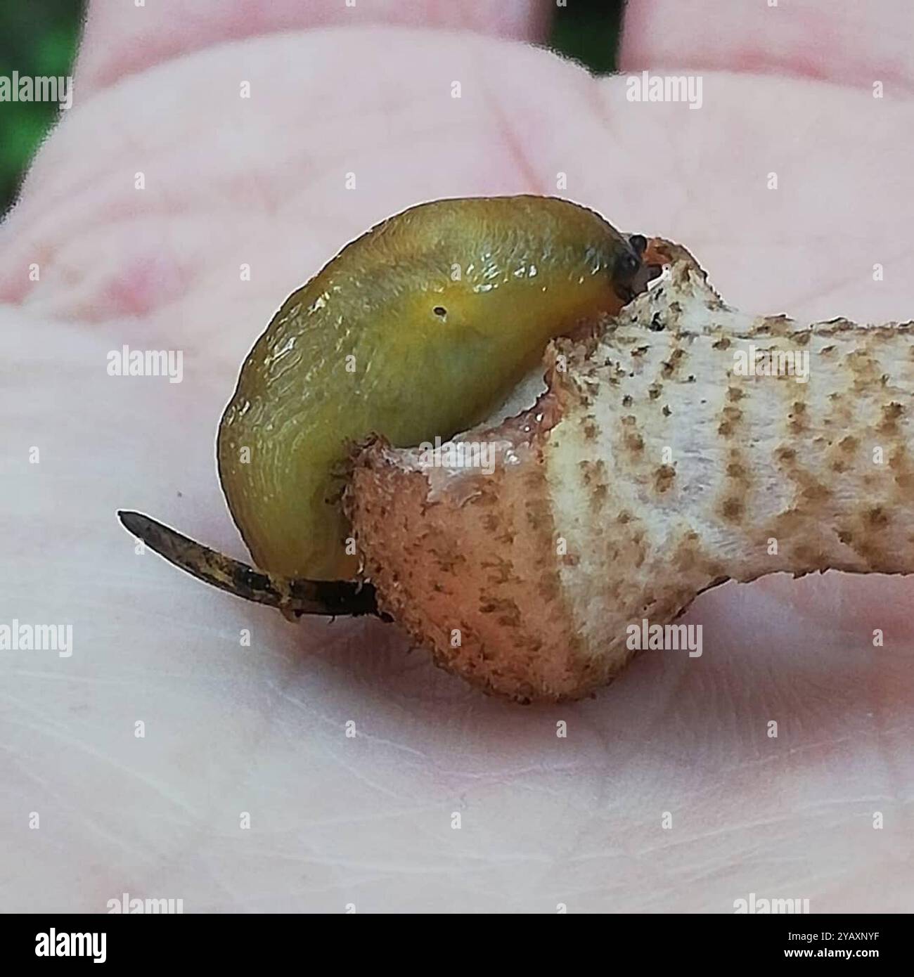 Lemon Slug (Malacolimax tenellus) Mollusca Stock Photo - Alamy