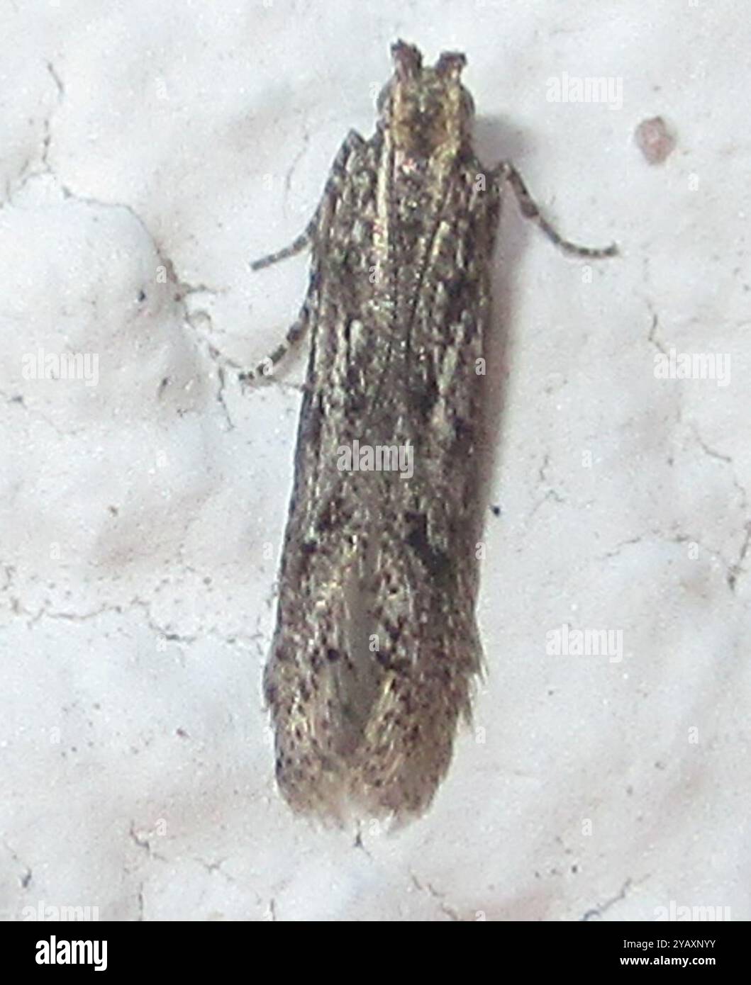 Twirler Moths (Gelechiidae) Insecta Stock Photo - Alamy