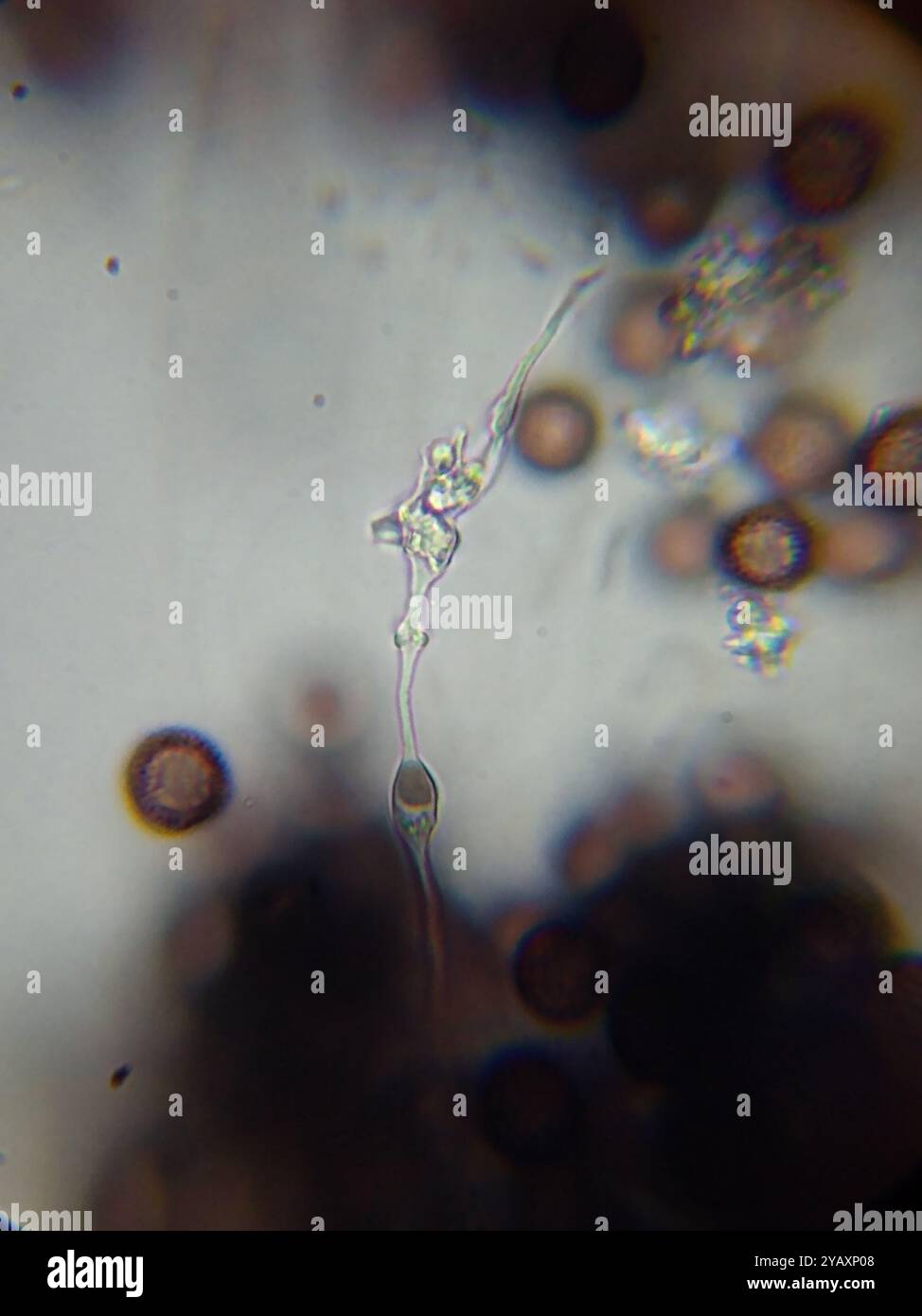 Didymium squamulosum hi-res stock photography and images - Alamy