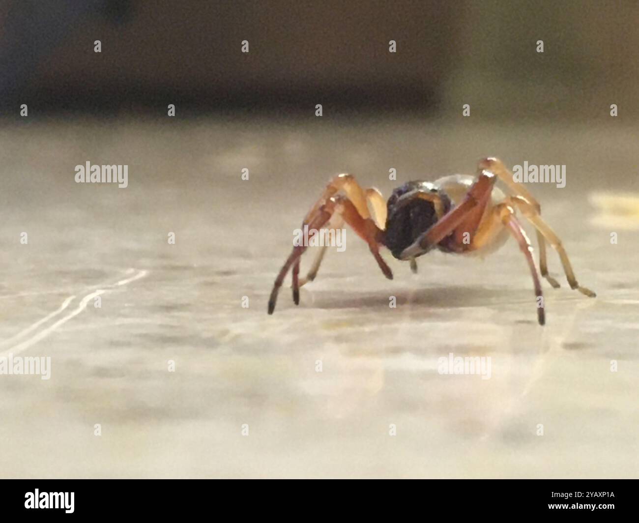 Broad-faced Sac Spider (Trachelas tranquillus) Arachnida Stock Photo ...