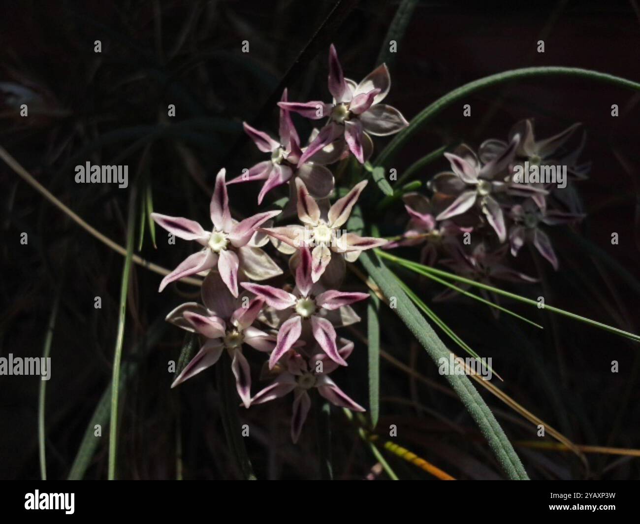 Stellifera hi-res stock photography and images - Alamy