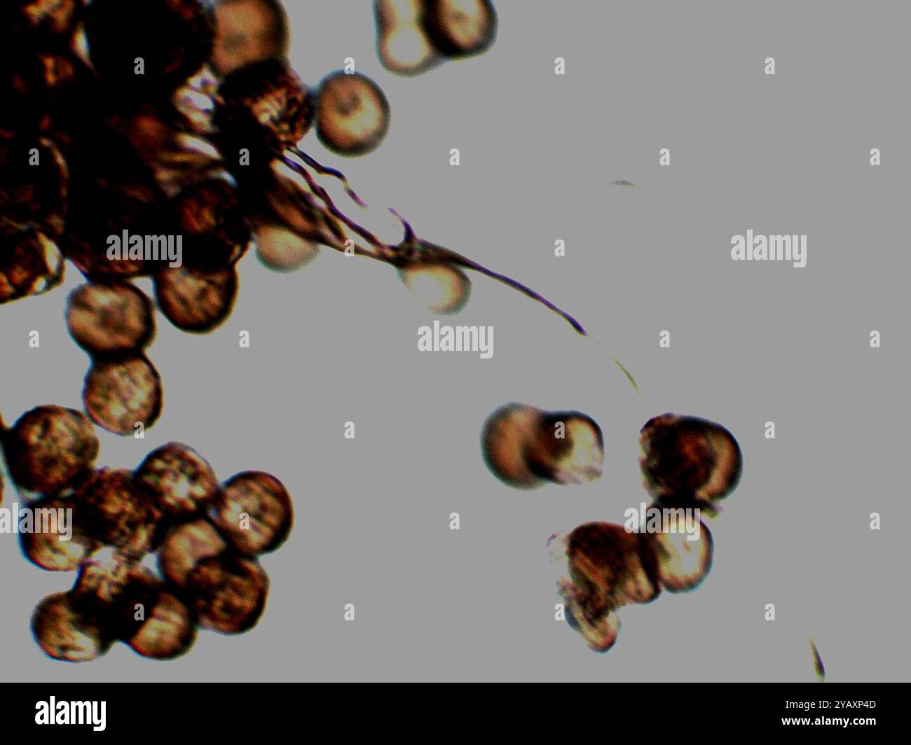 Tapioca Slime Mold (Brefeldia maxima) Protozoa Stock Photo - Alamy