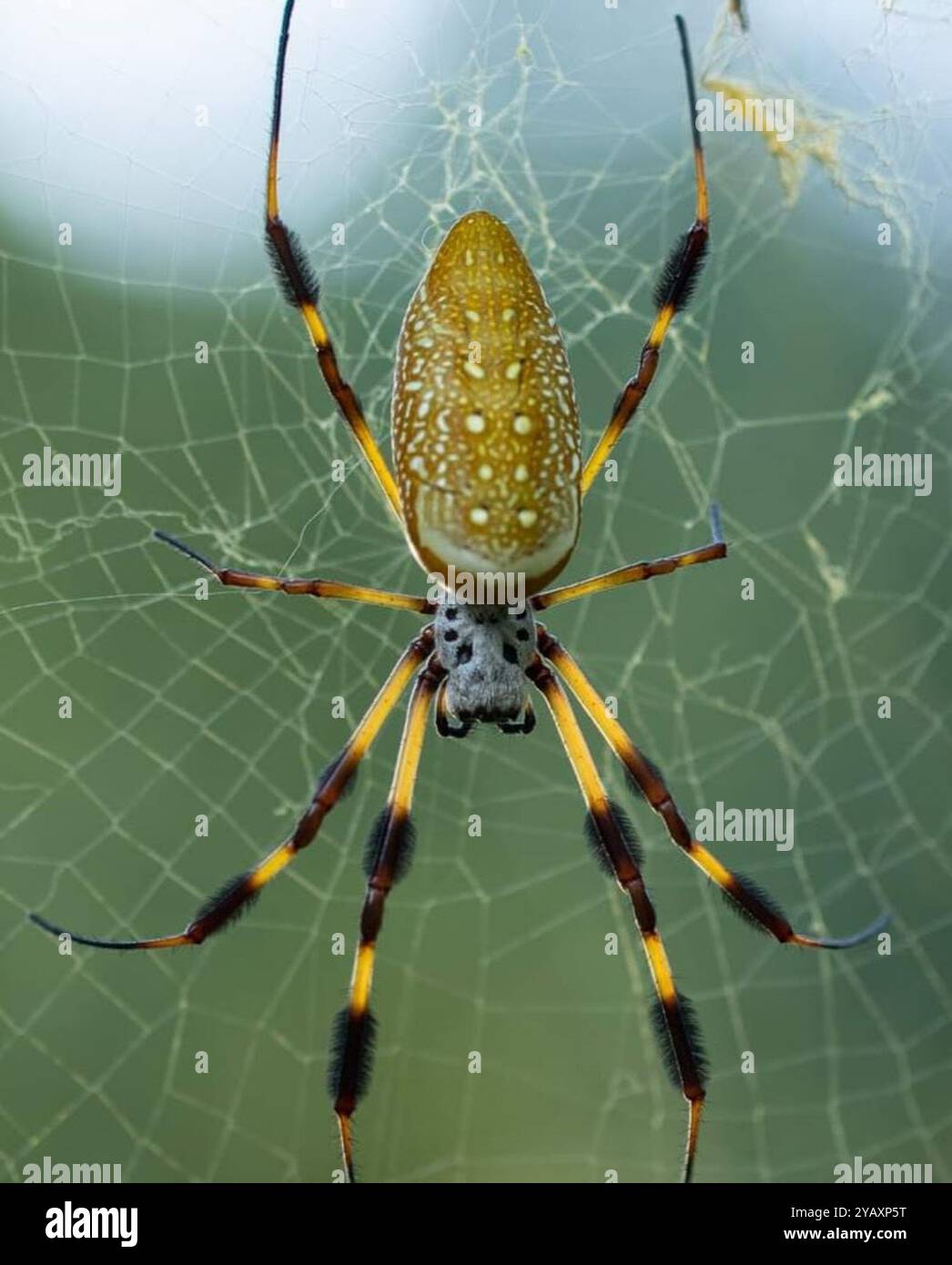 Golden Silk Spider (Trichonephila clavipes) Arachnida Stock Photo - Alamy