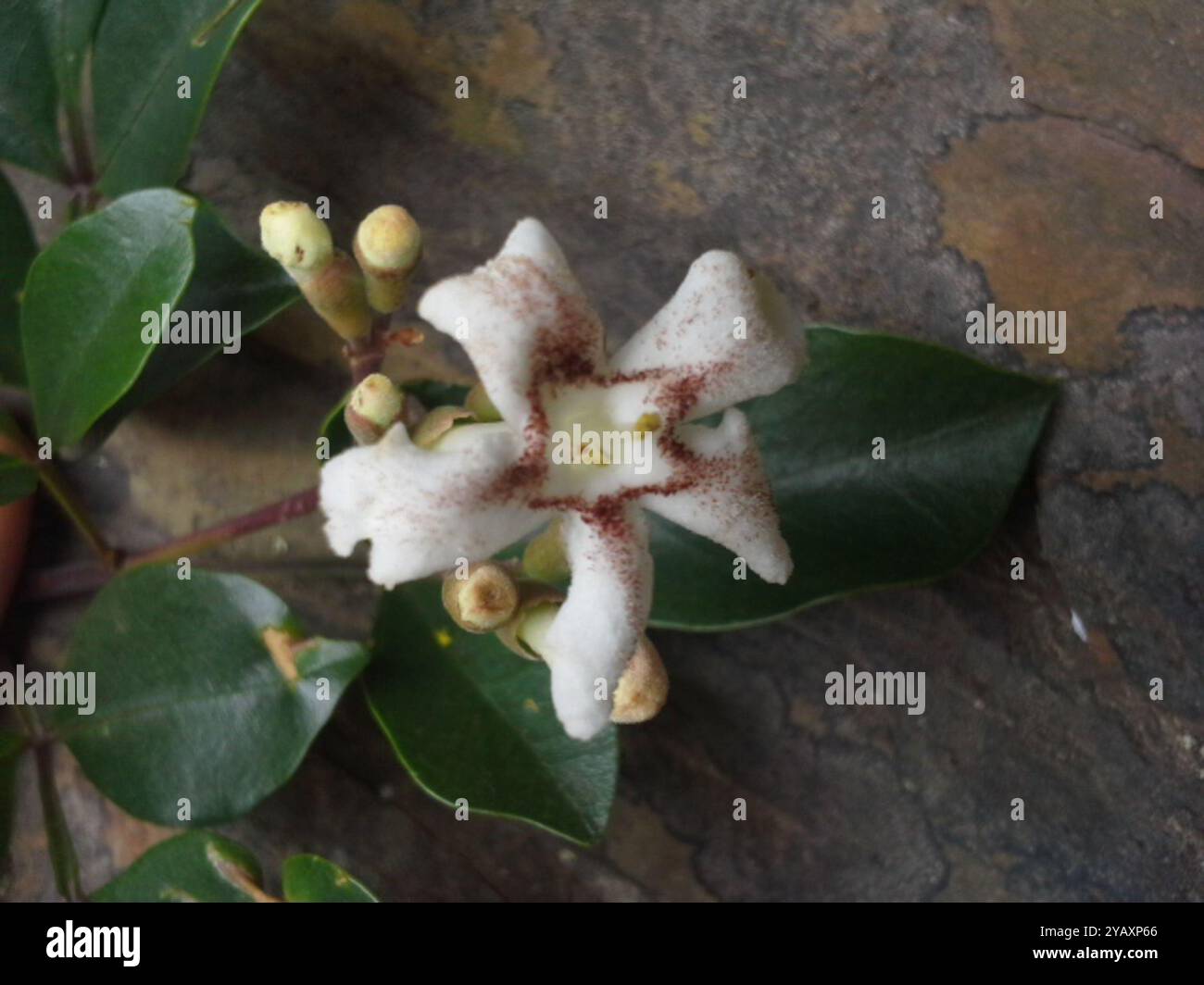 Wing-Leaved Wooden-Pea (Schrebera alata) Plantae Stock Photo - Alamy