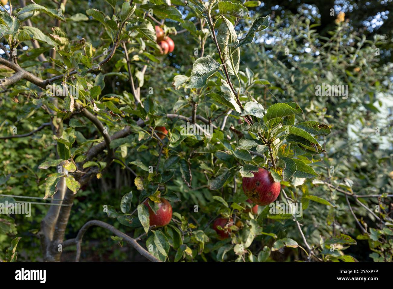 Apple tree with growing fresh Dutch fruit in public space Stock Photo ...