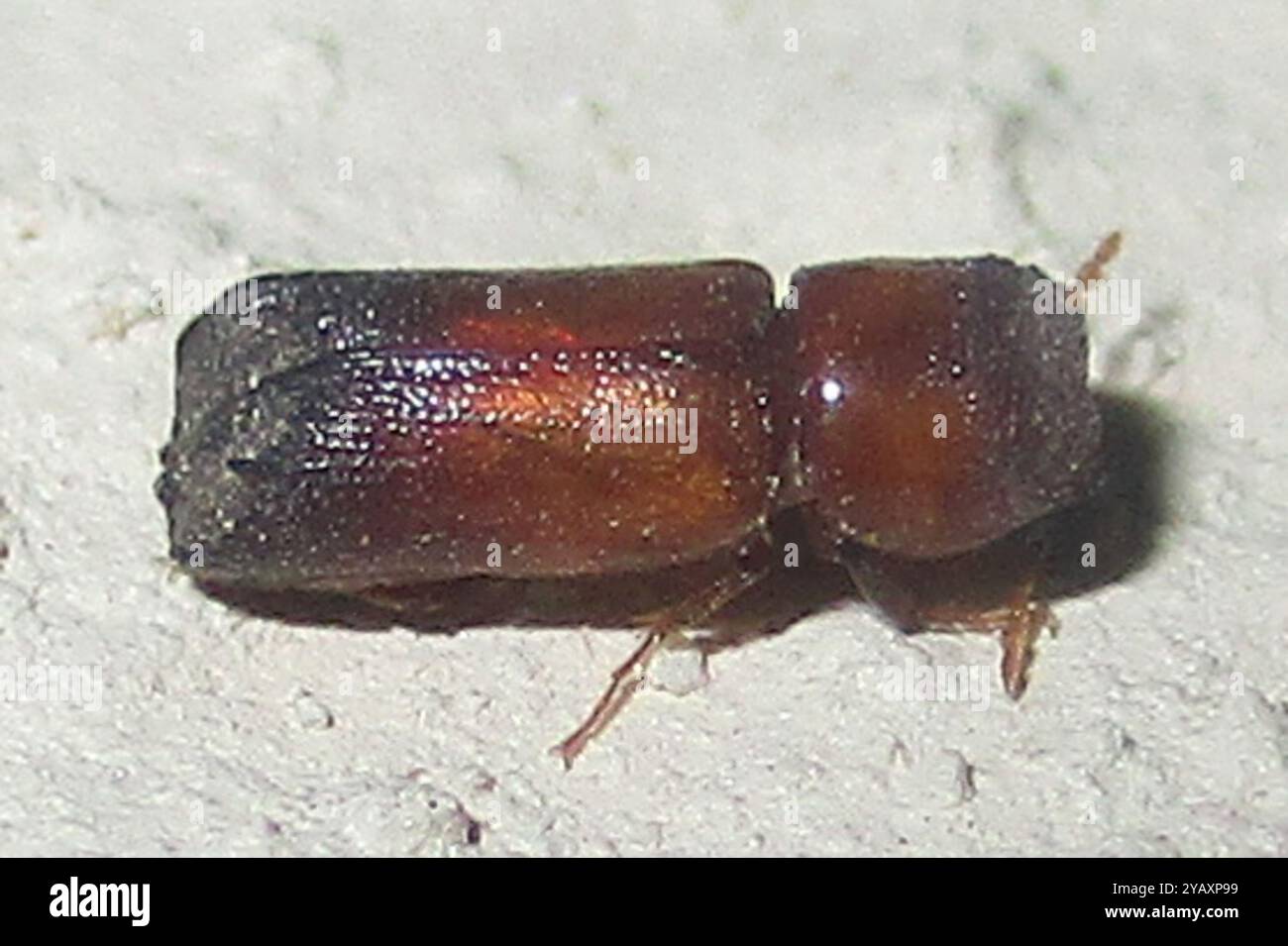 Auger Beetles (Bostrichidae) Insecta Stock Photo - Alamy