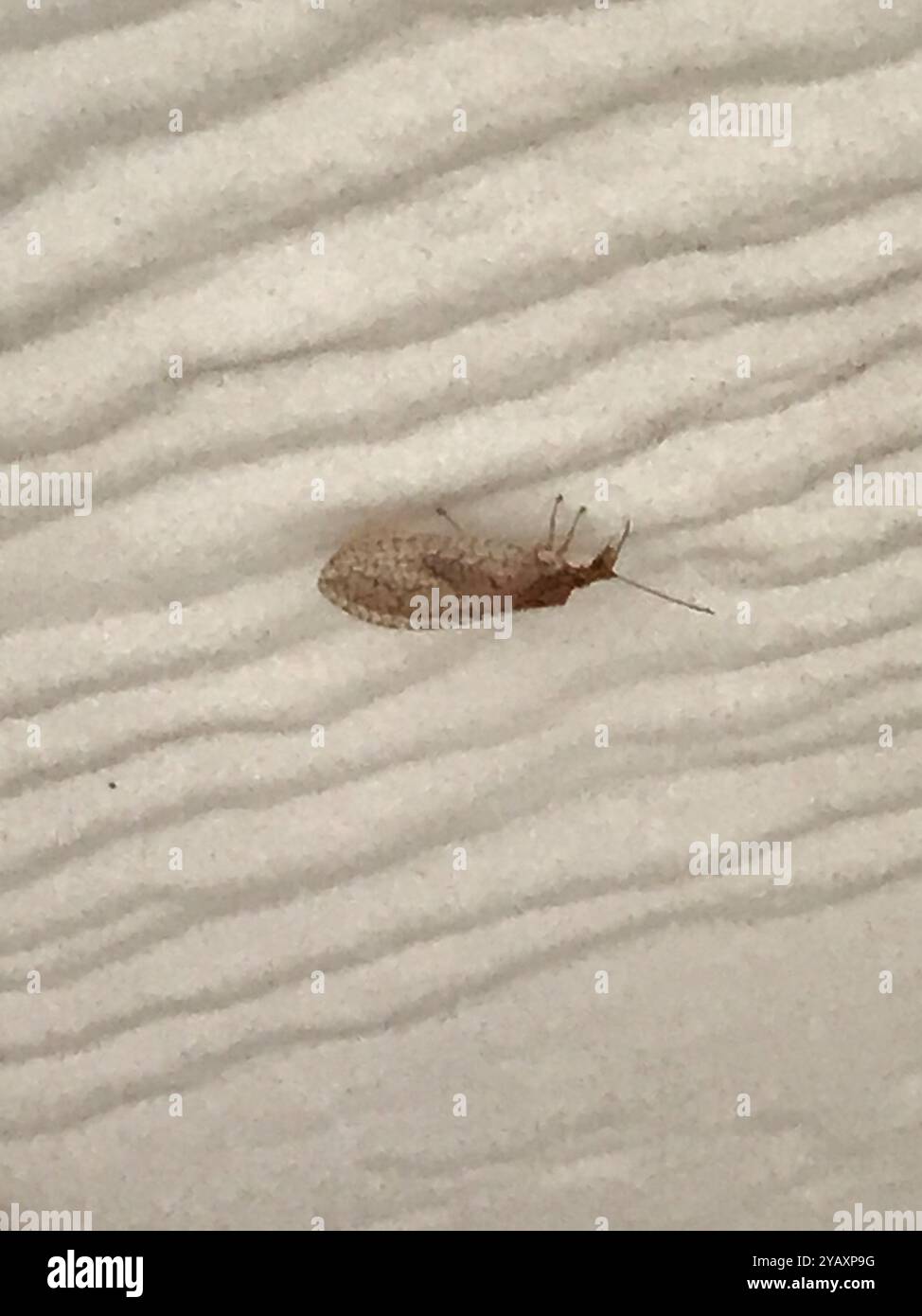 Micromus hi-res stock photography and images - Alamy