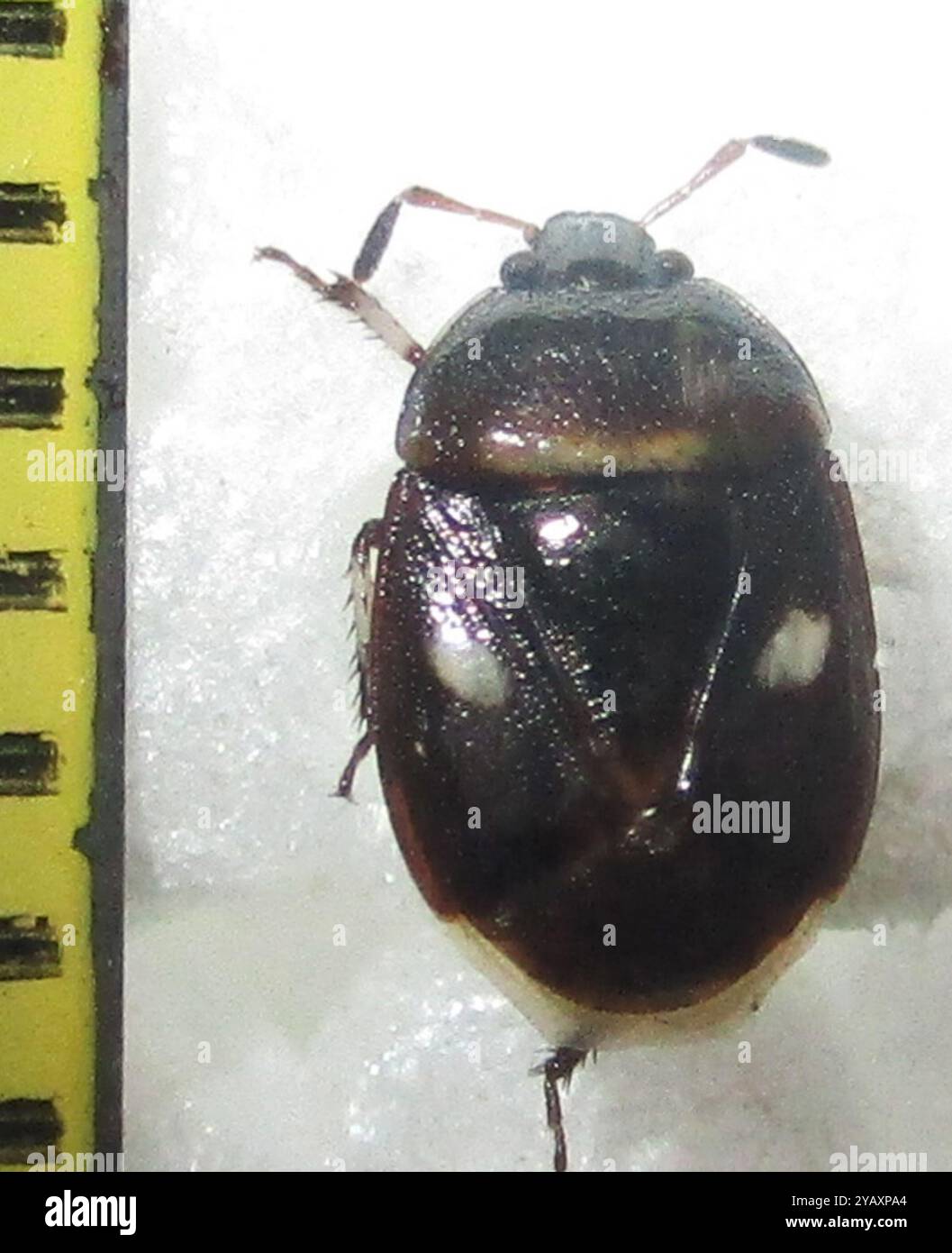 (Lalervis tibialis) Insecta Stock Photo - Alamy