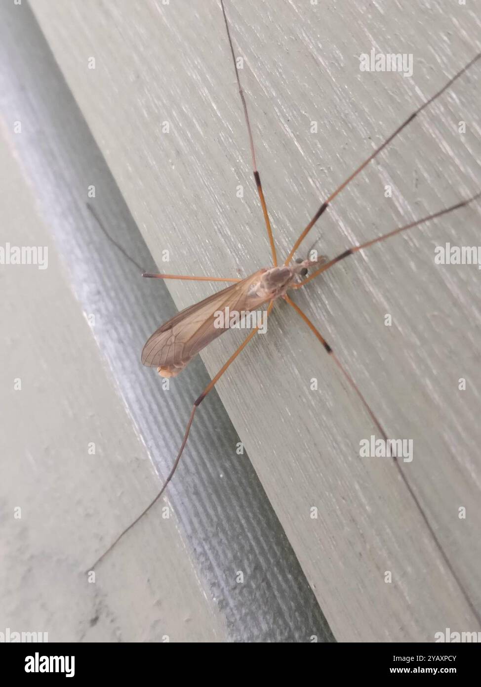 Common Crane Flies (Tipula) Insecta Stock Photo - Alamy