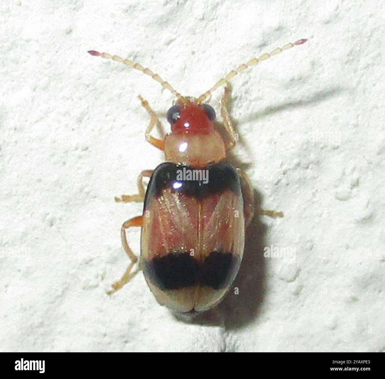 Blackbelly Leafbeetle (Monolepta melanogaster) Insecta Stock Photo - Alamy