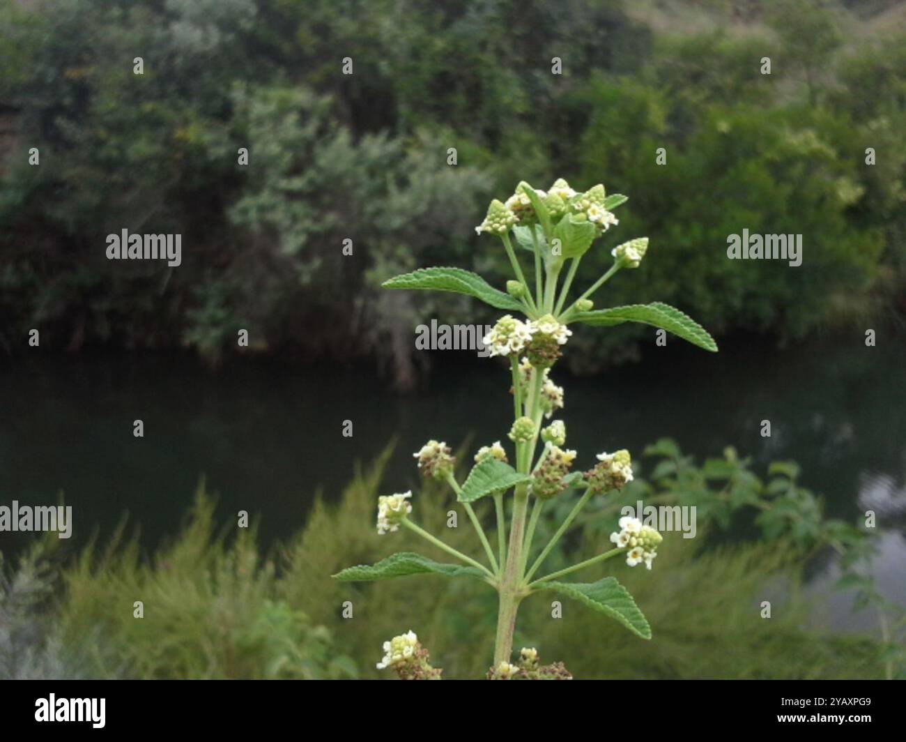 Fever Tea (Lippia javanica) Plantae Stock Photo - Alamy