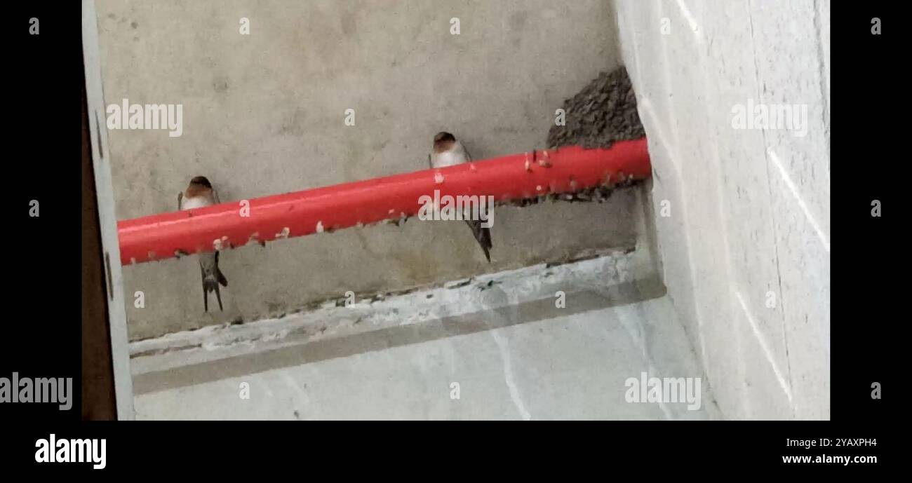 Eastern Welcome Swallow (Hirundo neoxena neoxena) Aves Stock Photo - Alamy