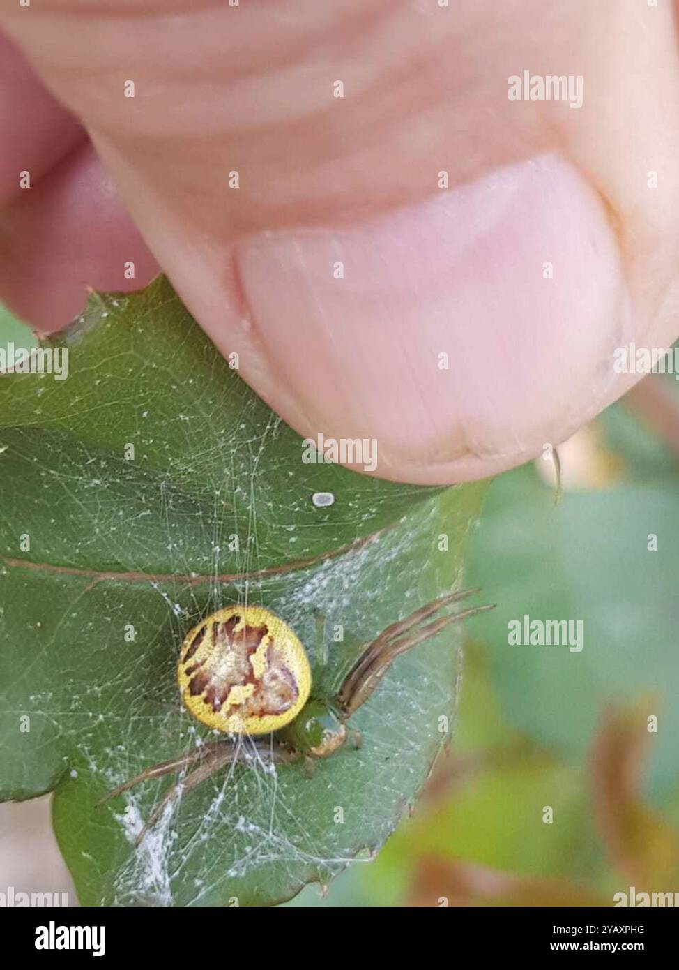 African Mask spider (Synema imitatrix) Arachnida Stock Photo - Alamy