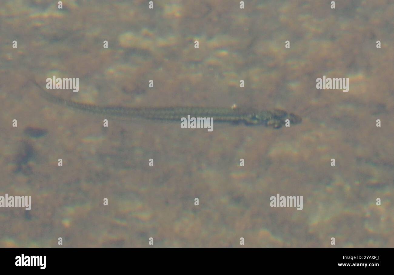 Ray-finned Fishes (Actinopterygii) Actinopterygii Stock Photo - Alamy