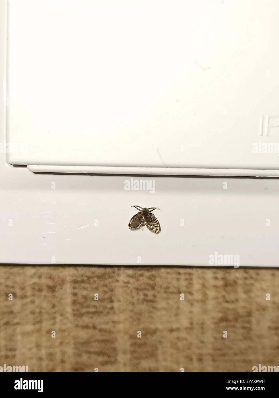 Moth Flies and Sand Flies (Psychodidae) Insecta Stock Photo - Alamy