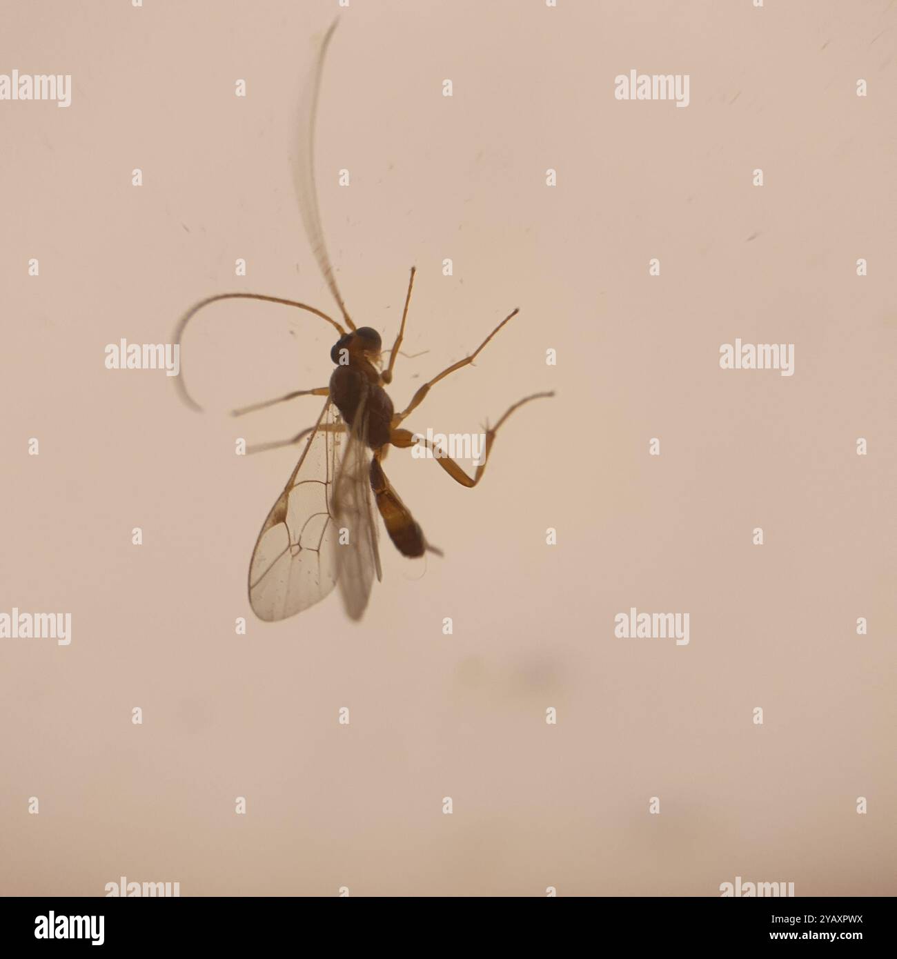 Ichneumonid and Braconid Wasps (Ichneumonoidea) Insecta Stock Photo - Alamy
