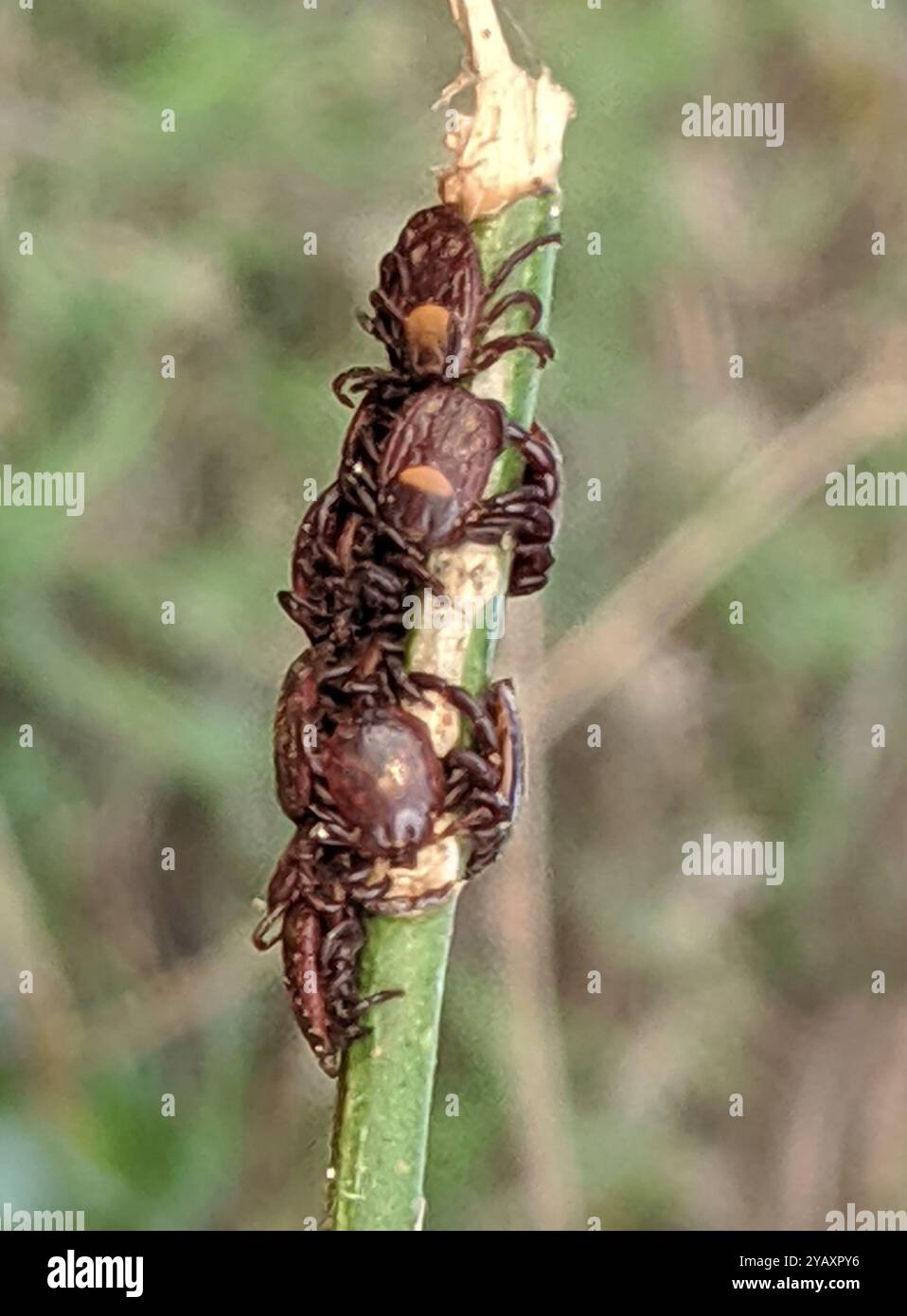 Rhipicephalus hi-res stock photography and images - Alamy