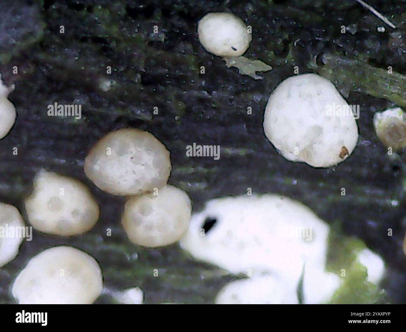 (Trichoderma hamatum) Fungi Stock Photo - Alamy