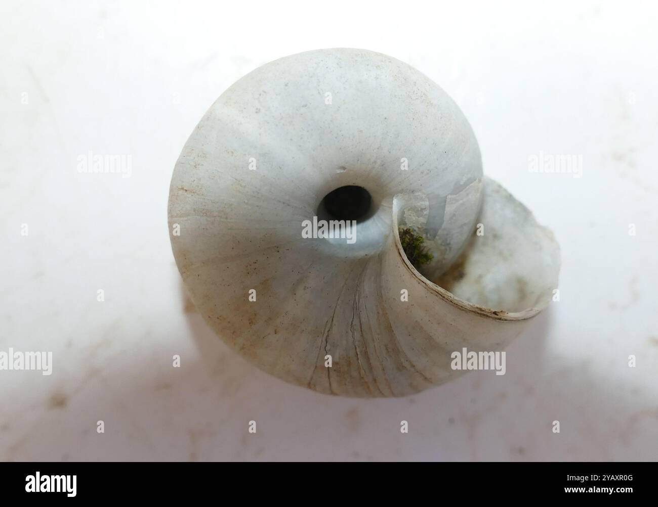 Lapidary Snail (Helicigona lapicida) Mollusca Stock Photo - Alamy