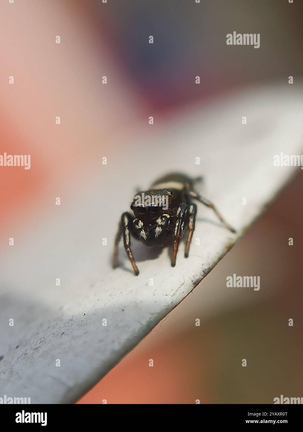 Sun Jumping Spiders (Heliophanus) Arachnida Stock Photo - Alamy