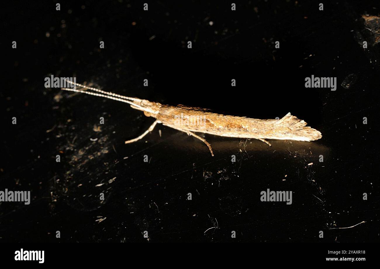 Diamondback Moth (Plutella xylostella) Insecta Stock Photo - Alamy
