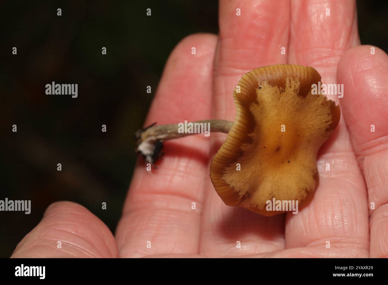 Wavy Cap (Psilocybe cyanescens) Fungi Stock Photo - Alamy