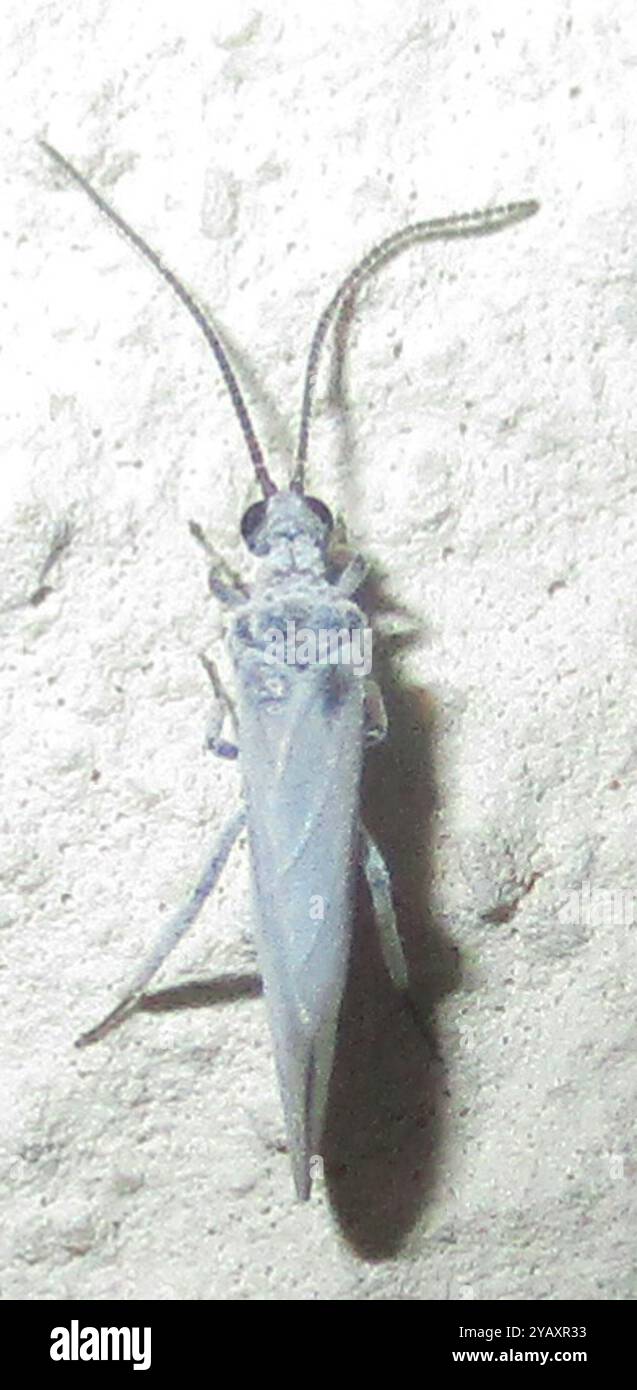 Dusty-winged Lacewings (Coniopterygidae) Insecta Stock Photo - Alamy