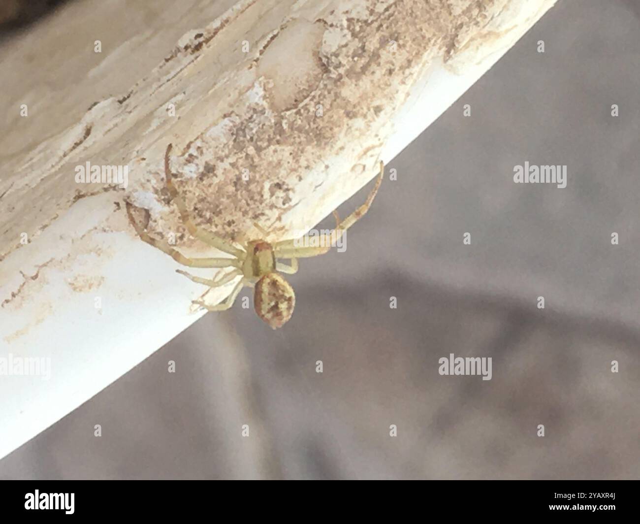 Misumenops hi-res stock photography and images - Alamy