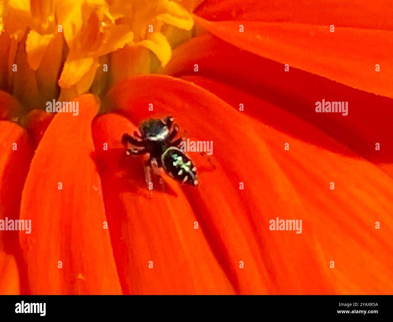 Golden Jumping Spider (Paraphidippus aurantius) Arachnida Stock Photo ...