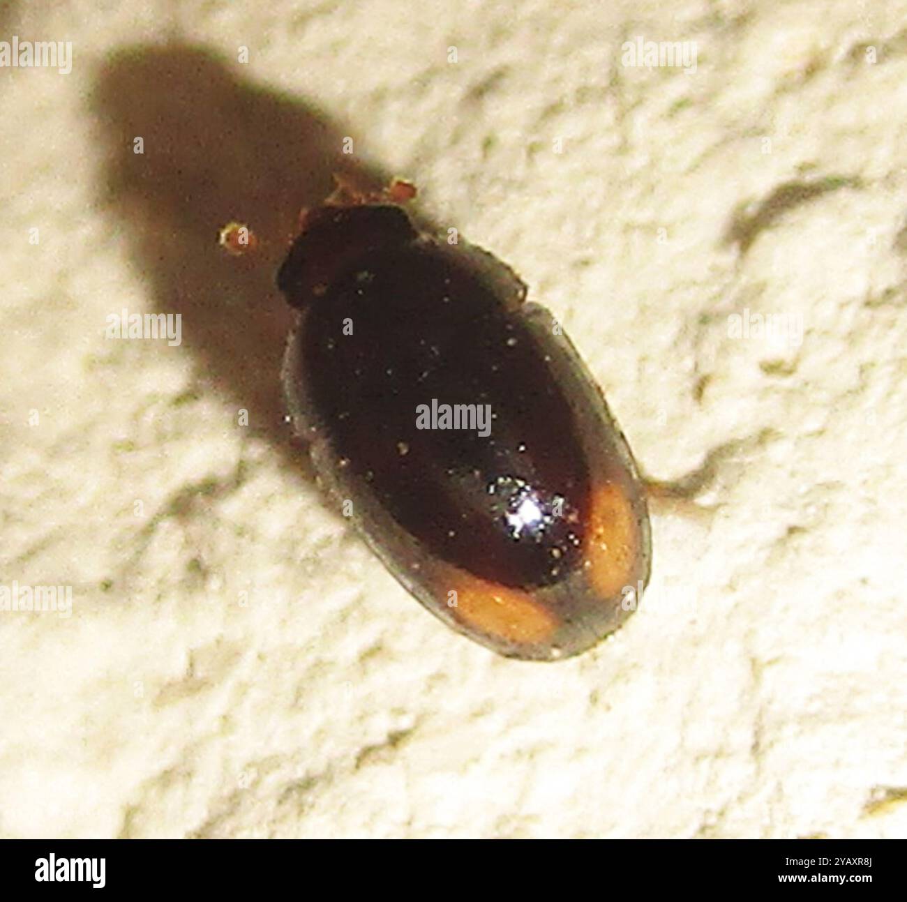 Shining Flower Beetles (Phalacridae) Insecta Stock Photo - Alamy