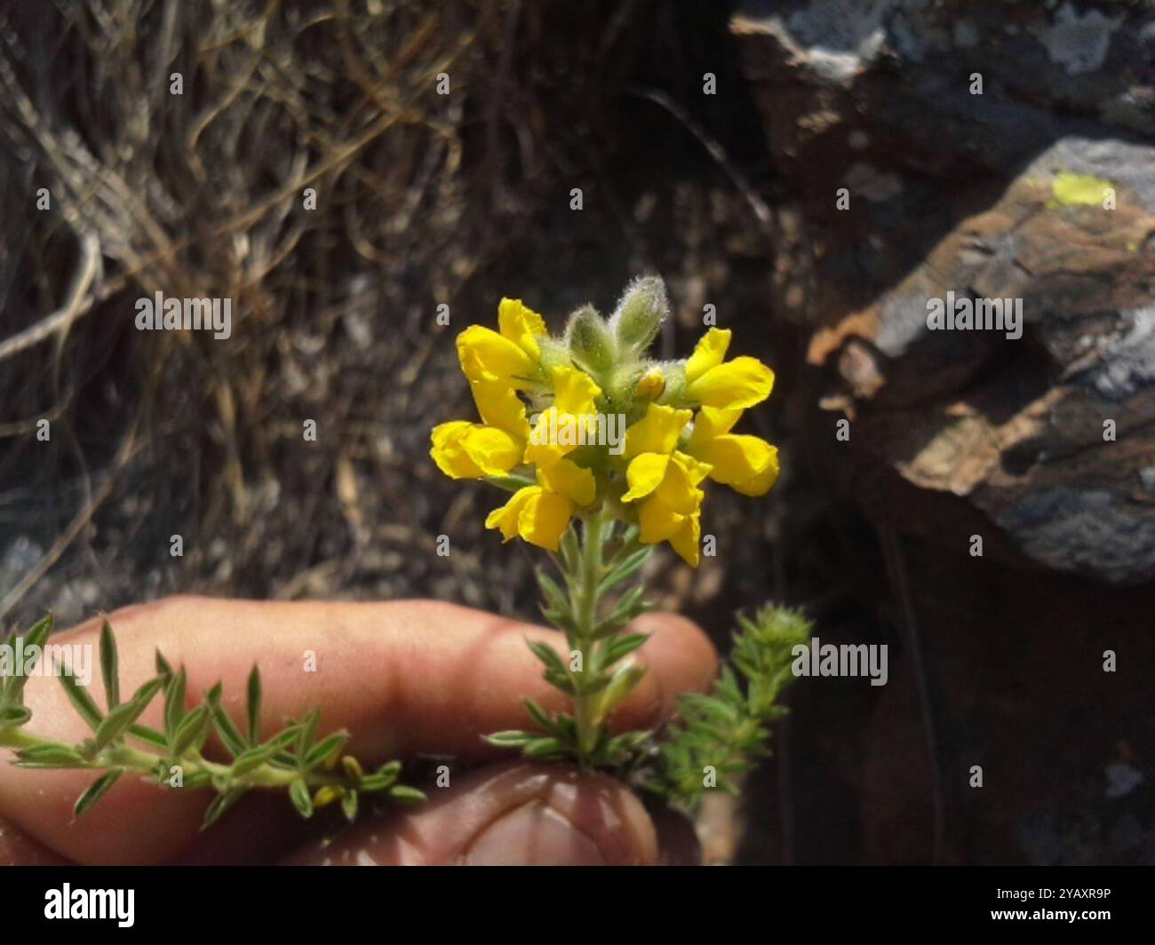 Silver Frilly Pea (Pearsonia sessilifolia) Plantae Stock Photo - Alamy