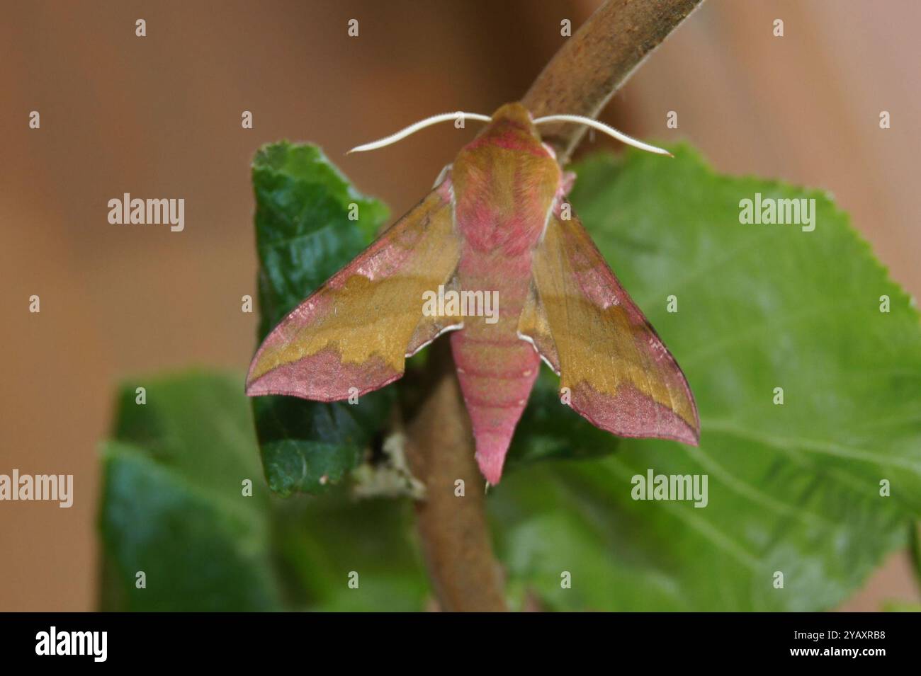 Small Elephant Hawkmoth (Deilephila porcellus) Insecta Stock Photo - Alamy