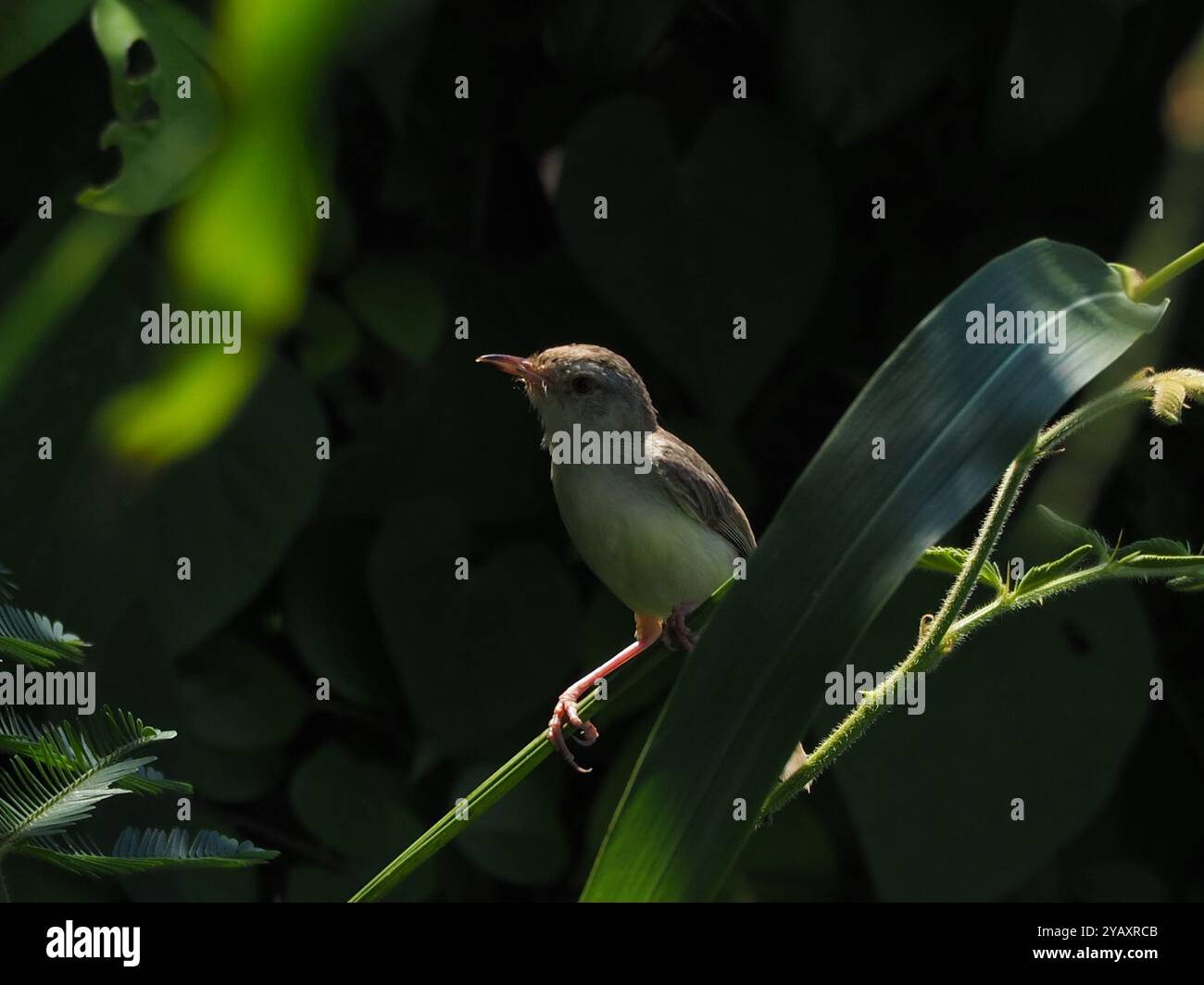 Plain Prinia (Prinia inornata) Aves Stock Photo - Alamy