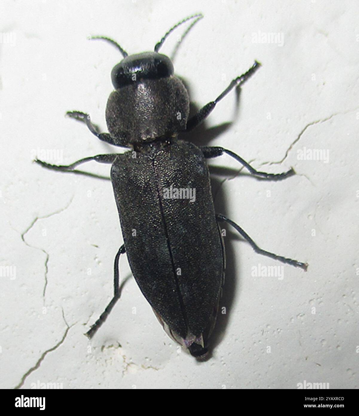 (Melanophila unicolor) Insecta Stock Photo - Alamy