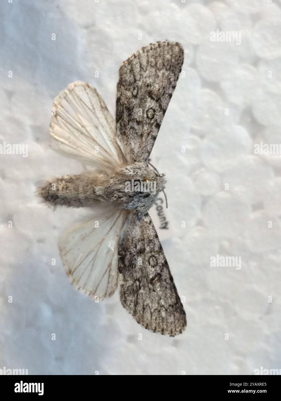 Sweet Gale Moth (Acronicta euphorbiae) Insecta Stock Photo - Alamy
