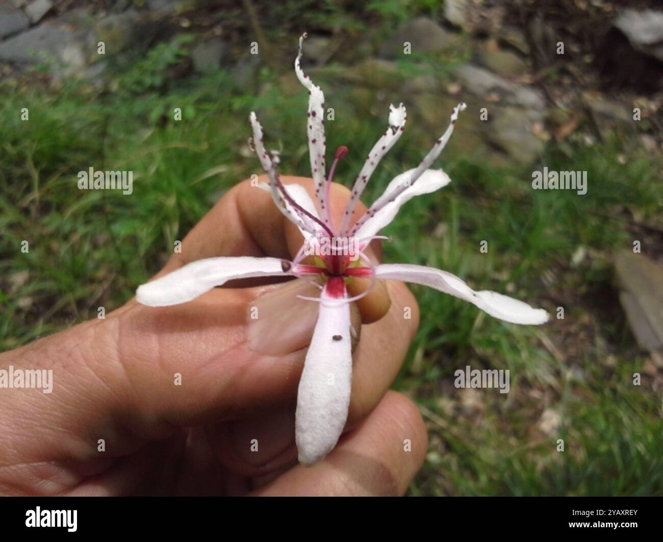 Cape Chestnut (Calodendrum capense) Plantae Stock Photo - Alamy