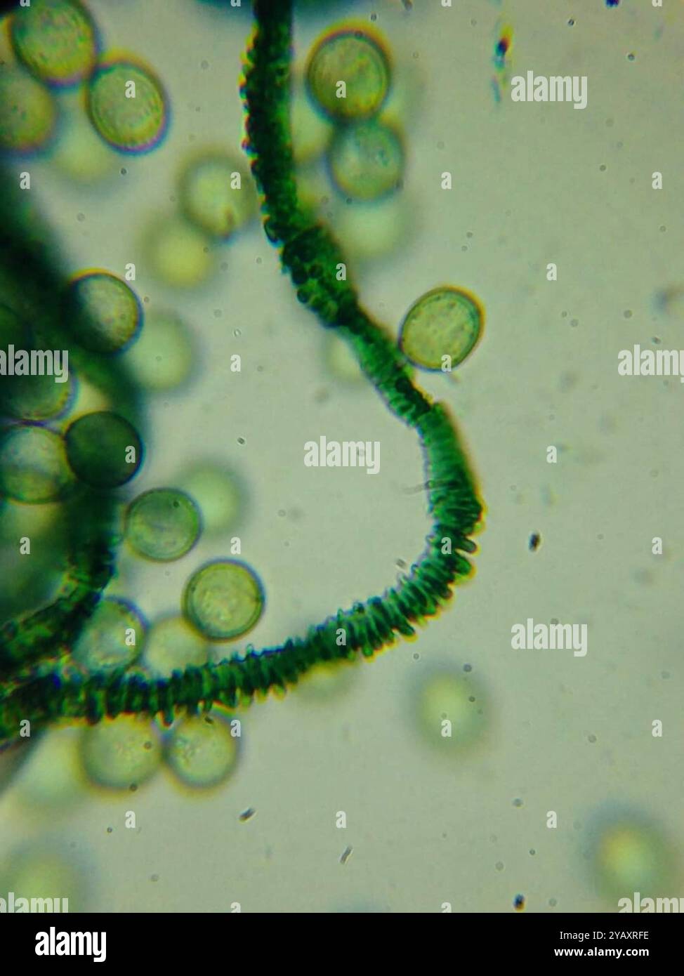 (Arcyria ferruginea) Protozoa Stock Photo - Alamy