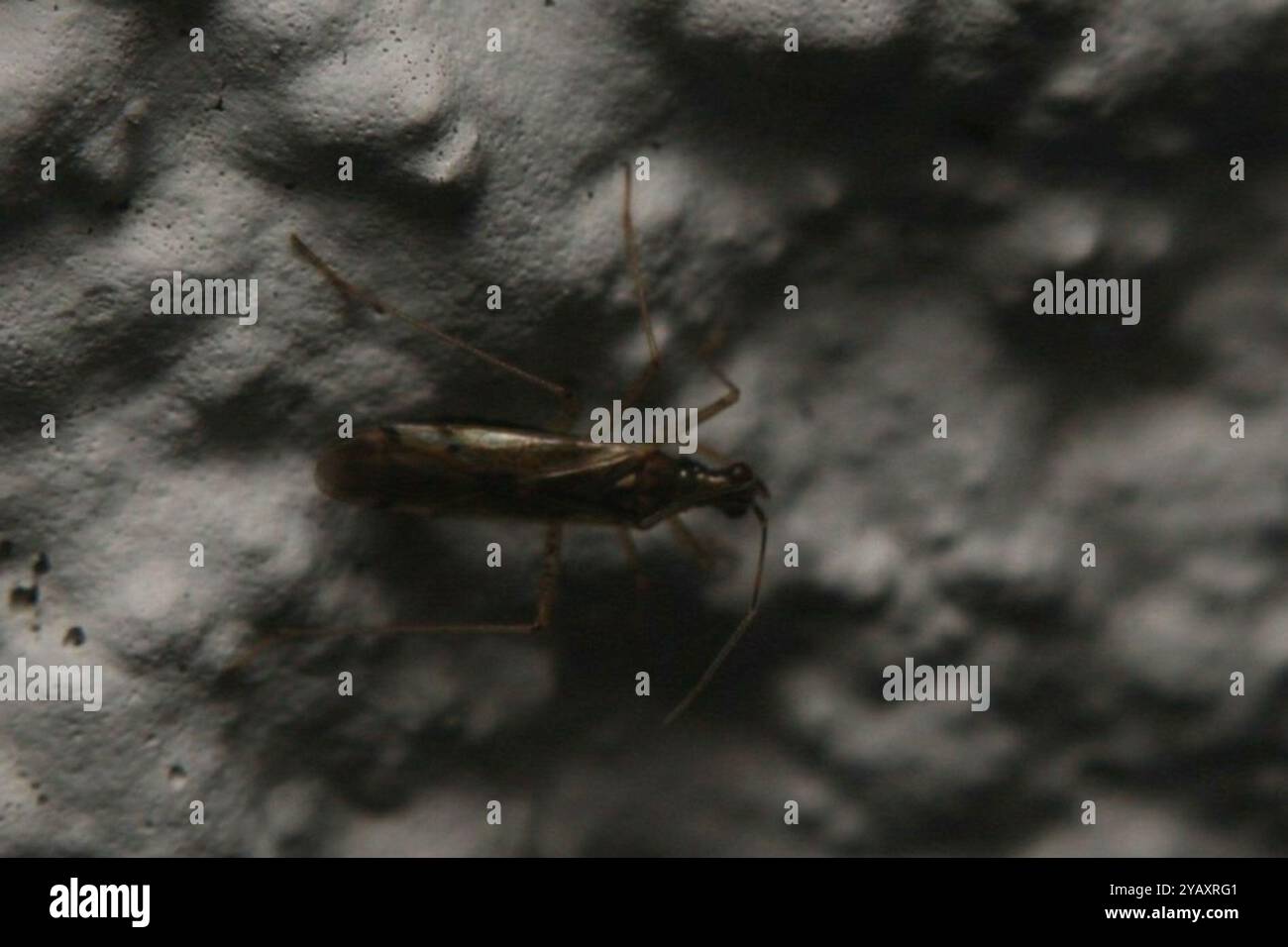 (Dicyphus errans) Insecta Stock Photo - Alamy