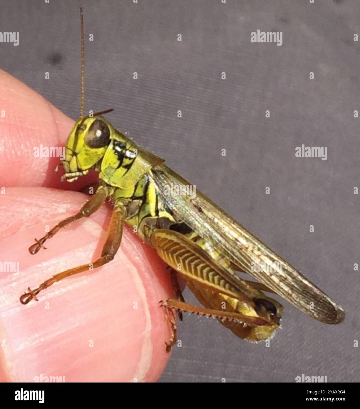 Red-legged Grasshopper (Melanoplus femurrubrum) Insecta Stock Photo - Alamy
