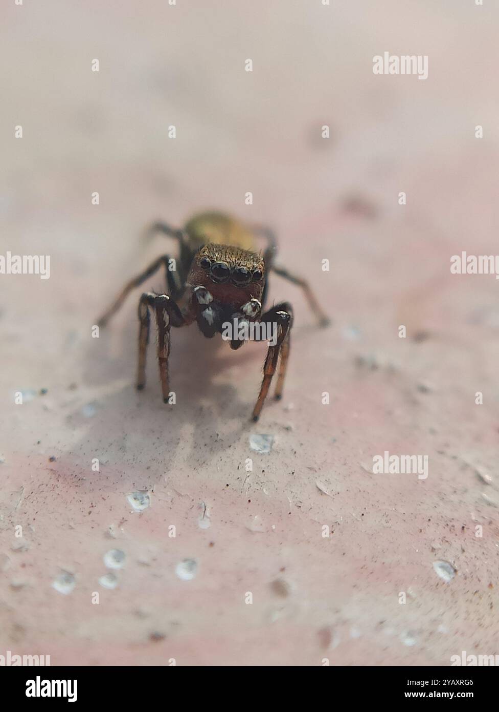 Sun Jumping Spiders (Heliophanus) Arachnida Stock Photo - Alamy