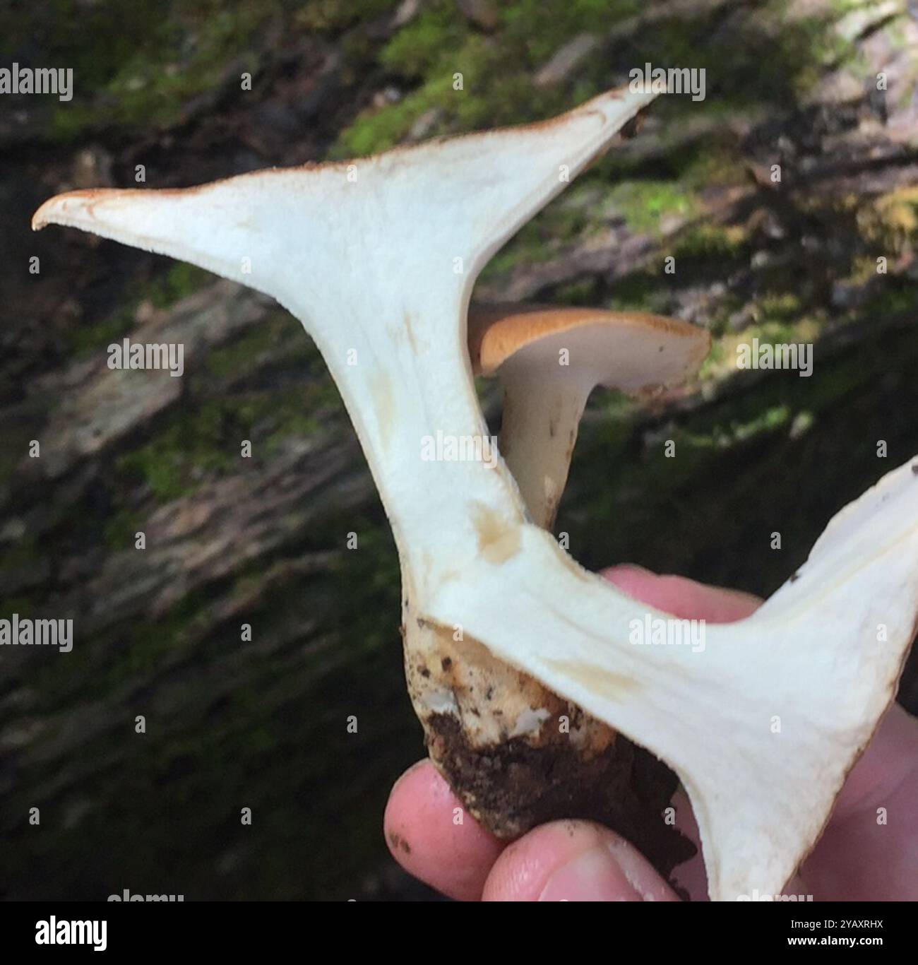 Rooting Polypore (Polyporus radicatus) Fungi Stock Photo - Alamy
