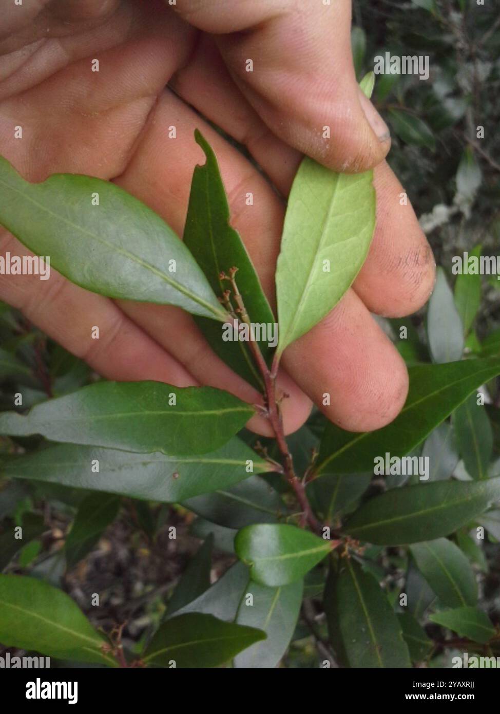 Hedgehog Tree (Pterocelastrus echinatus) Plantae Stock Photo - Alamy