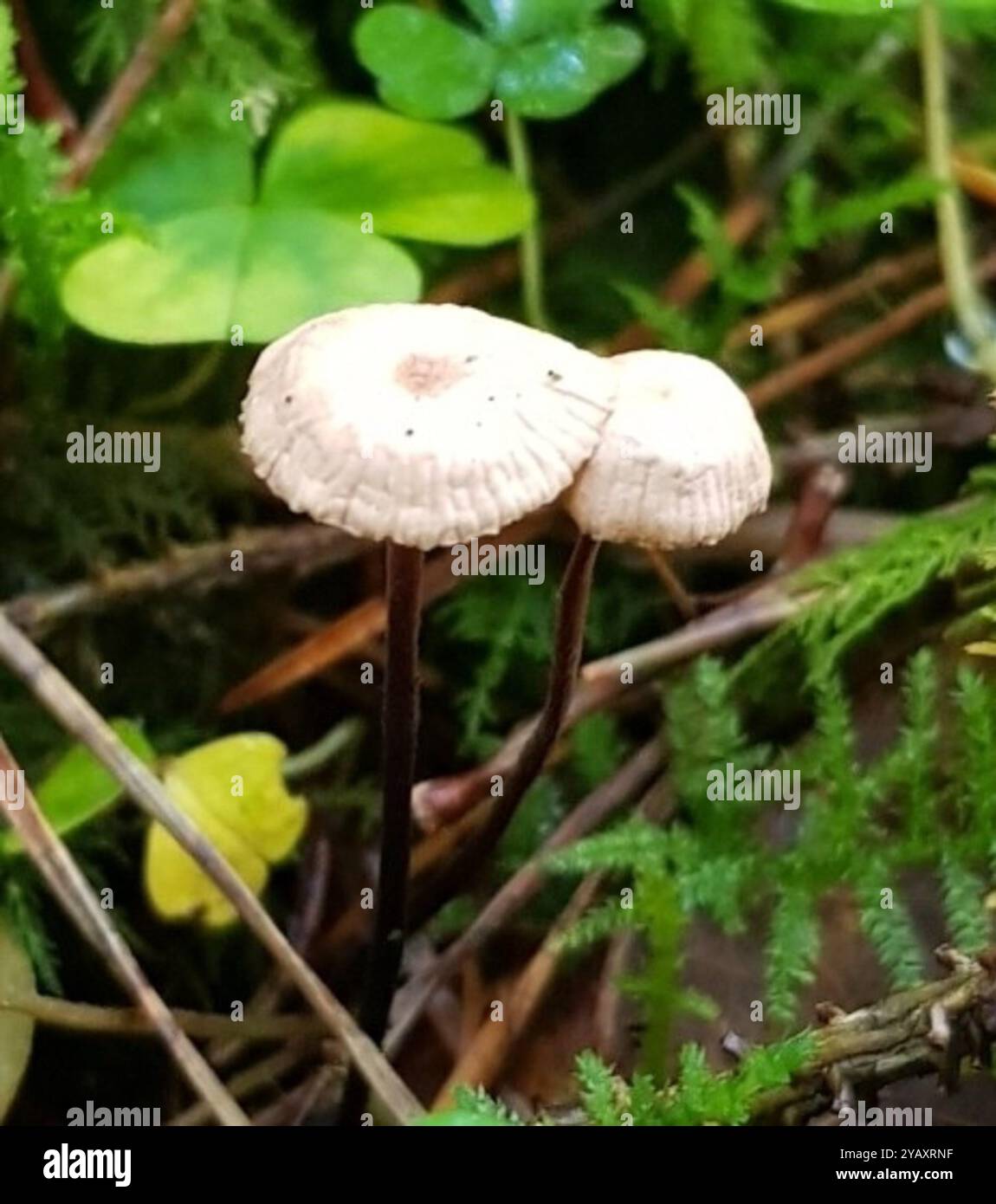 collared parachute (Marasmius rotula) Fungi Stock Photo - Alamy