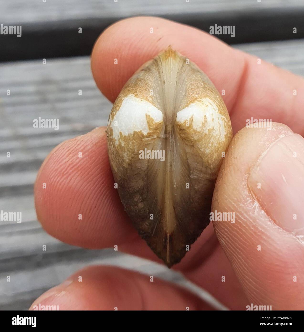 Atlantic Rangia (Rangia cuneata) Mollusca Stock Photo - Alamy