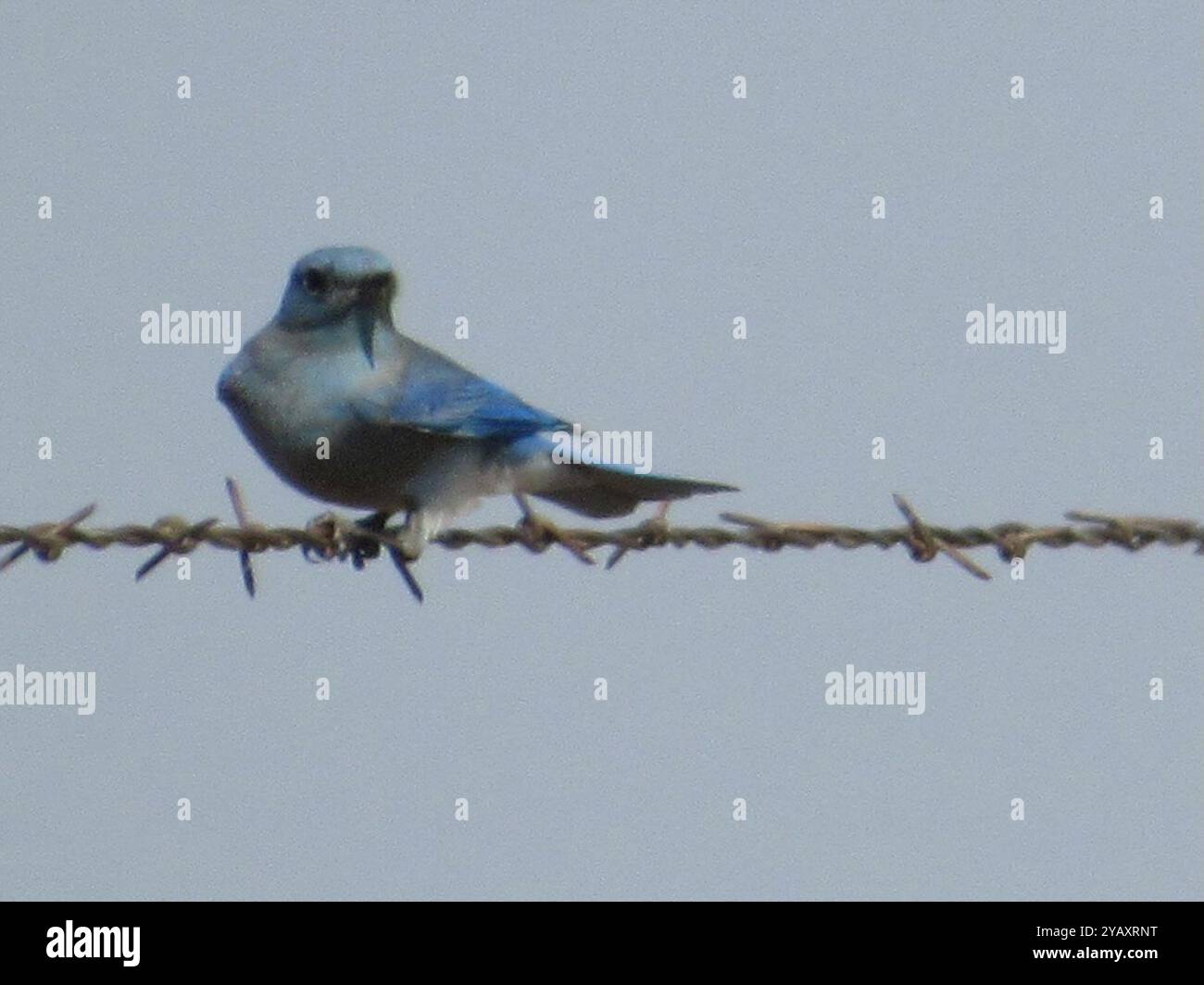 Mountain Bluebird (Sialia currucoides) Aves Stock Photo - Alamy