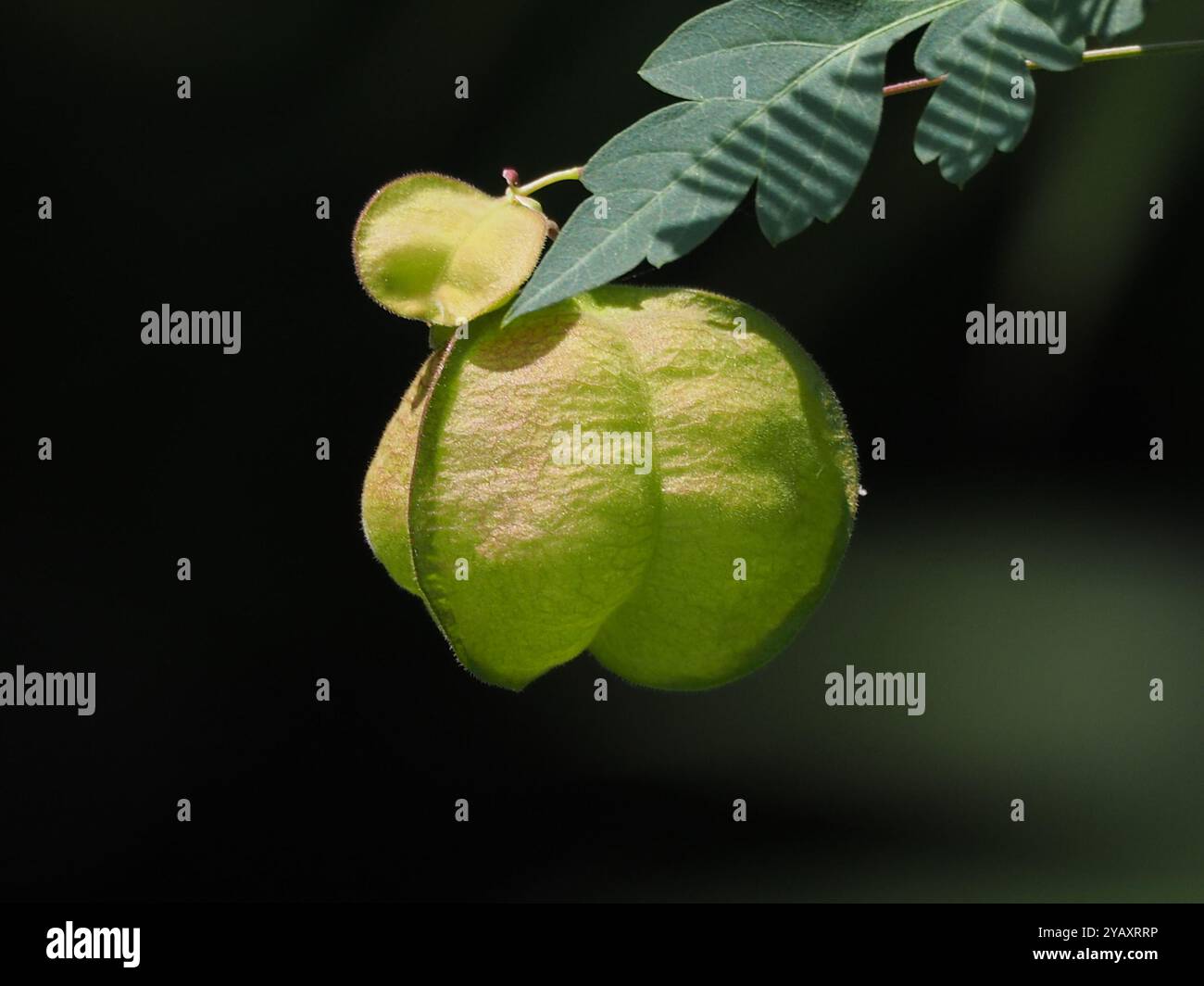 Lesser Balloon Vine (Cardiospermum halicacabum) Plantae Stock Photo - Alamy