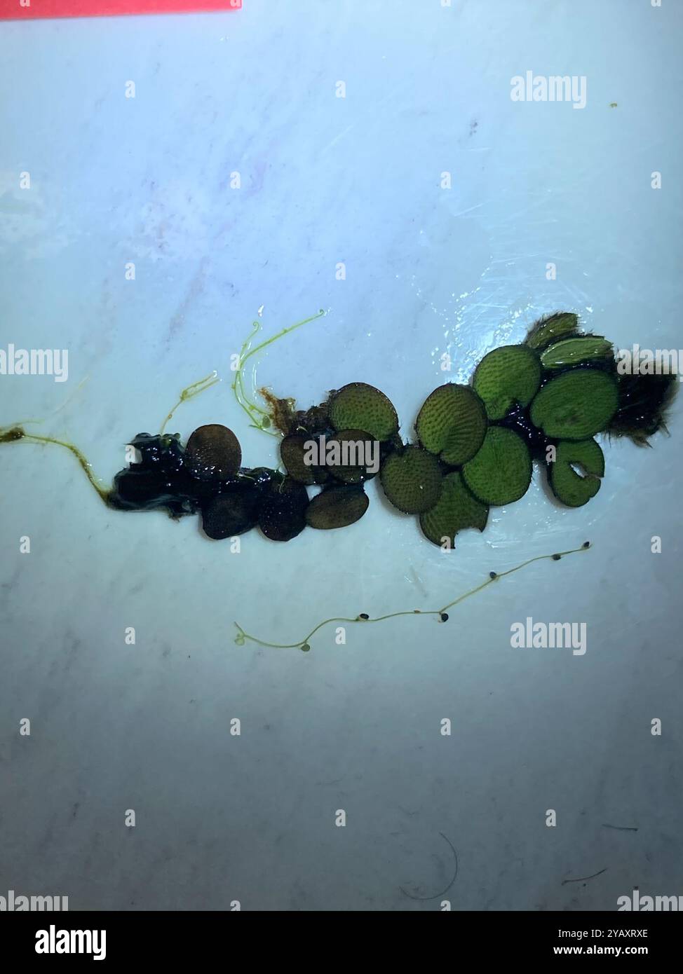 water spangles (Salvinia minima) Plantae Stock Photo - Alamy